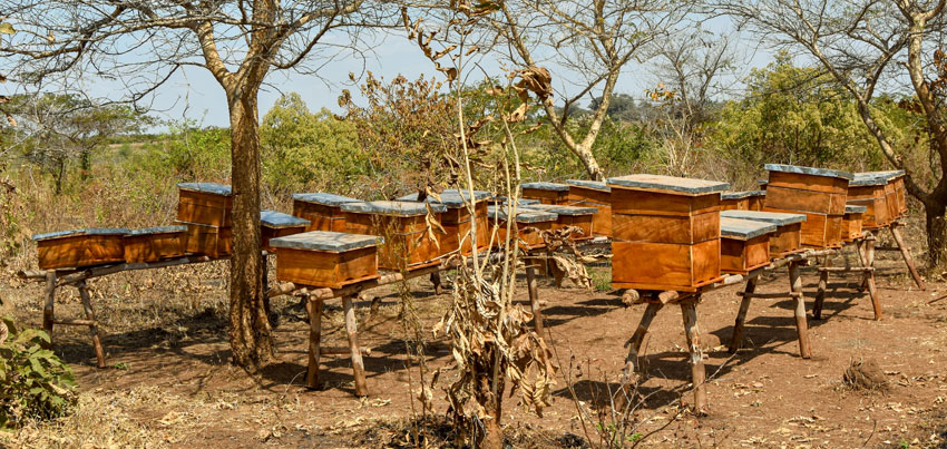 Farming in Lilongwe's rural heartland - Austin Madinga's Life Unbound